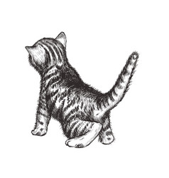 Kitten hand drawing Royalty Free Vector Image - VectorStock