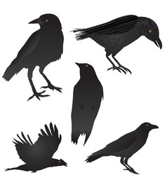 Crows Royalty Free Vector Image - VectorStock