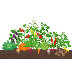 Broccoli plant life cycle growing stages set Vector Image