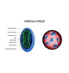 Variola smallpox virus Royalty Free Vector Image