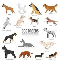 Set different breeds dogs Royalty Free Vector Image