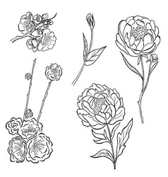 Black and white hand drawn garden flowers Vector Image