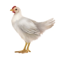 White chicken Royalty Free Vector Image - VectorStock