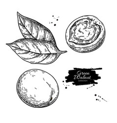 Dried beans detailed icon Royalty Free Vector Image