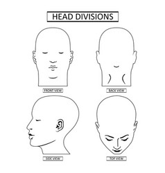 Man head divisions scheme Royalty Free Vector Image