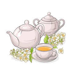 Jasmine tea Royalty Free Vector Image - VectorStock