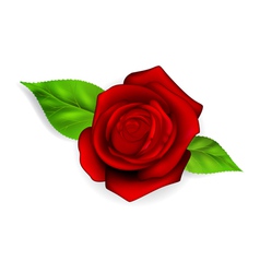 Red rose isolated on white background single Vector Image