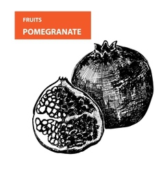 Pomegranate realistic Royalty Free Vector Image