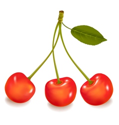 Three cherries with green Royalty Free Vector Image