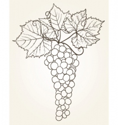 Grape outline Royalty Free Vector Image - VectorStock