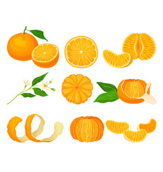 Sliced and unpeeled mandarin or tangerine fruit Vector Image