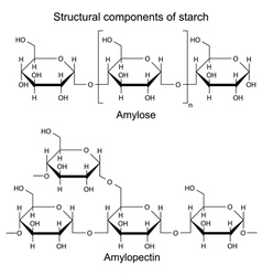 Structural components starch -chemical formulas Vector Image