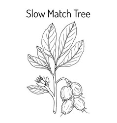 Tree Royalty Free Vector Image - VectorStock