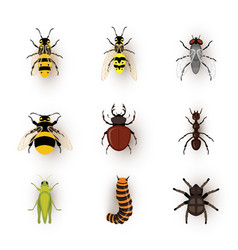 Funny insects Royalty Free Vector Image - VectorStock