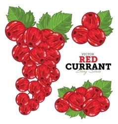 Red Currant Set Royalty Free Vector Image - VectorStock
