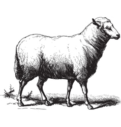 Sheep Royalty Free Vector Image - VectorStock