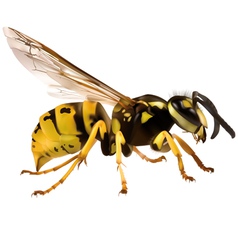 Realistic wasp Royalty Free Vector Image - VectorStock