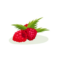 Fresh pink raspberries with green leaves Vector Image