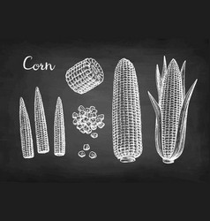 Chalk sketch set corn Royalty Free Vector Image
